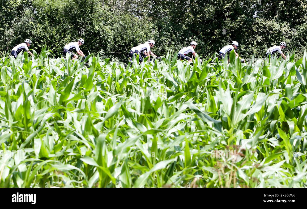Quick Step Floors team leading team sky and the rest of the peloton as they pass by corn fields ...