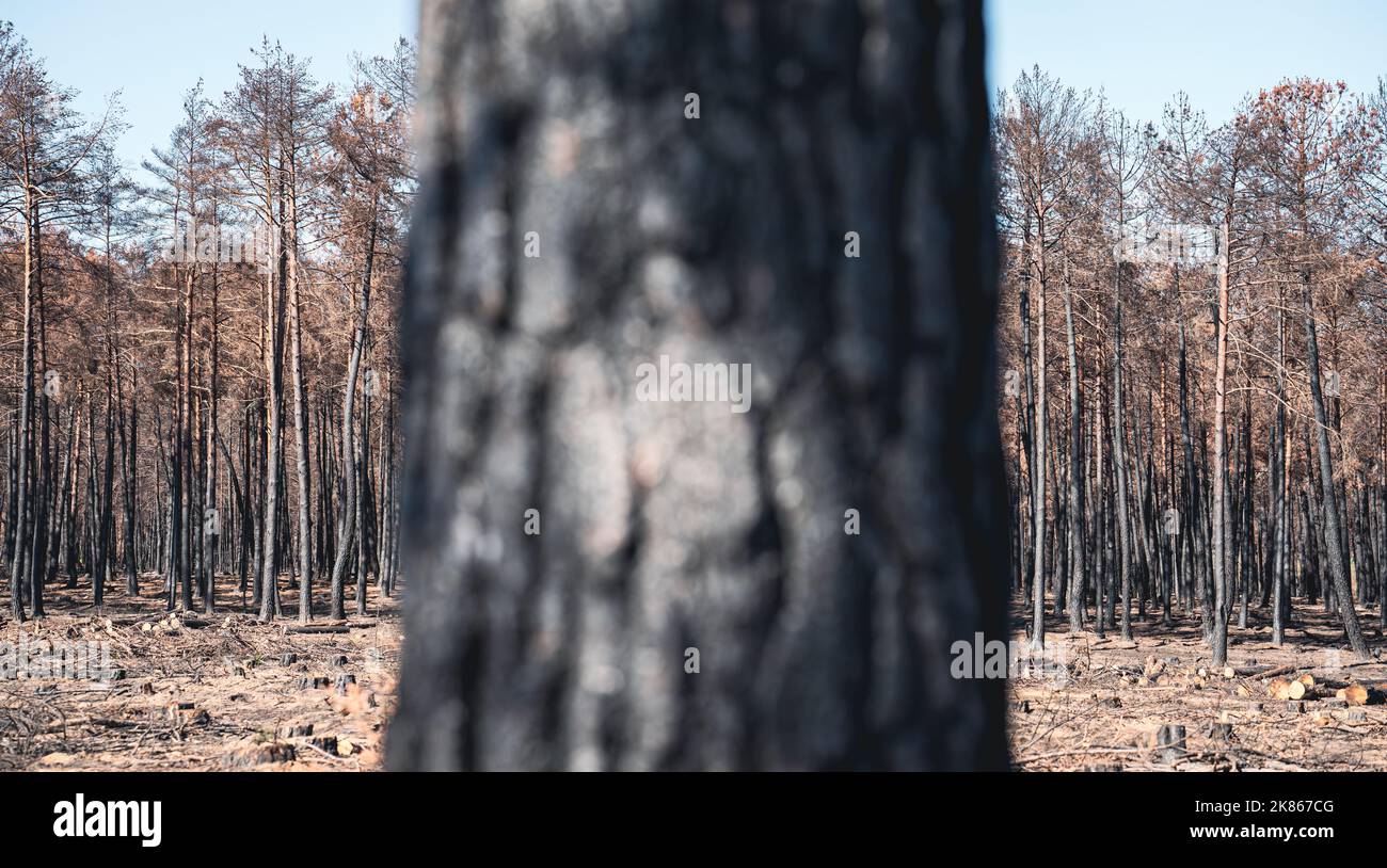 Burnt forest with blurred isolated tree trunk in the foreground Stock ...