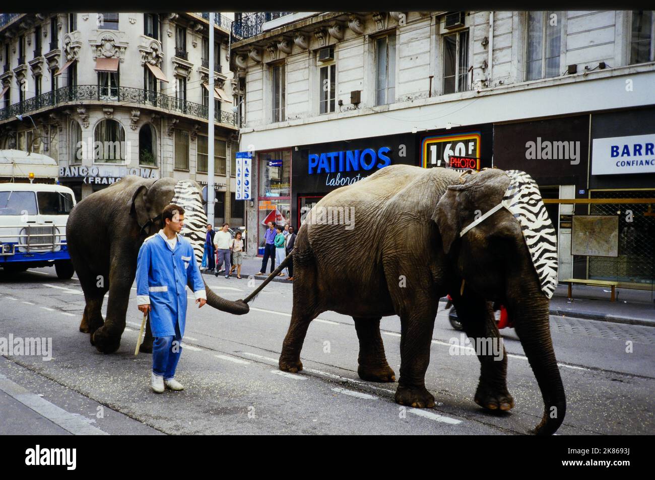 Wild animals in captivity, elephants, France, Archives 90ies Stock ...