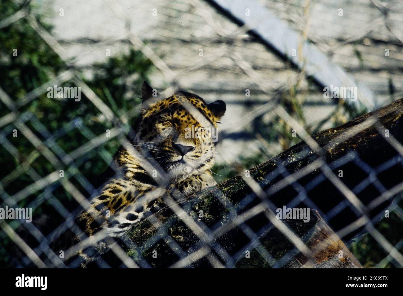 Wild animals in captivity, panther, France, Archives 90ies Stock Photo ...