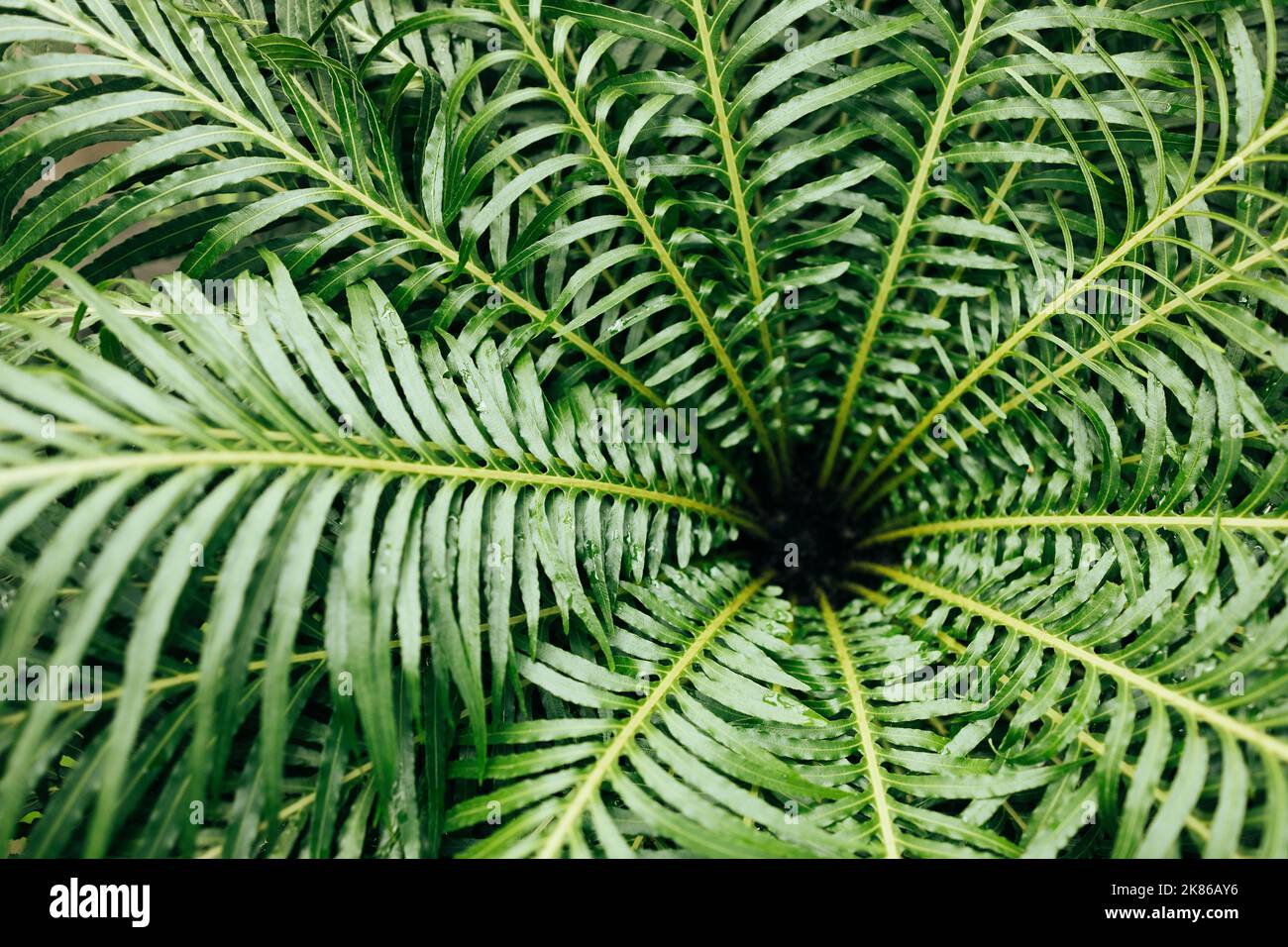 Beautiful fern leaves background. Vibrant green fern leaves spreading ...