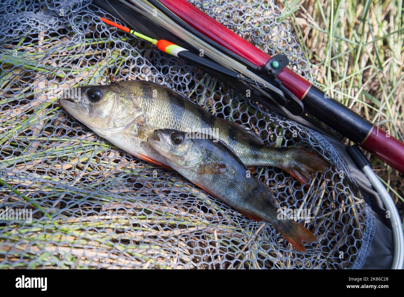 Catching fish. Several fish of Common perch or European perch known as ...