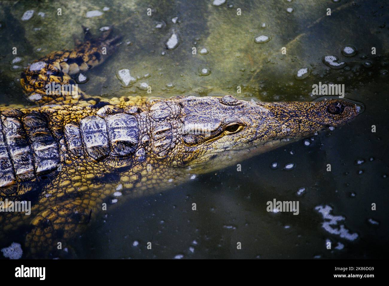Wild animals in captivity, crocodile, France, Archives 90ies Stock ...