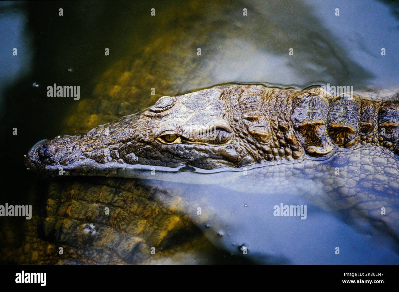 Wild animals in captivity, crocodile, France, Archives 90ies Stock ...
