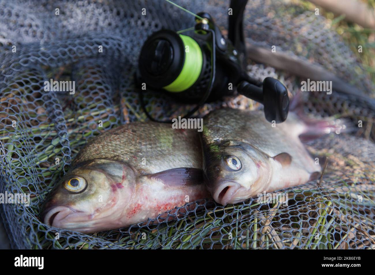Catching fish - two big freshwater common bream known as bronze bream ...