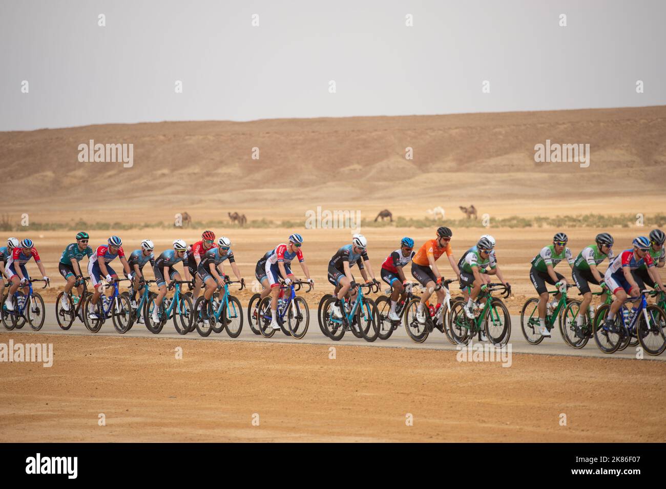 Camels and desert and riyadh hi-res stock photography and images - Alamy