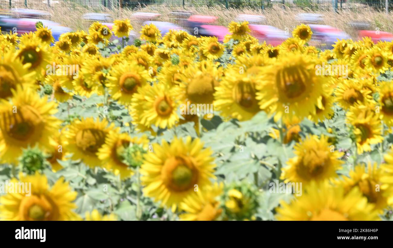 Tour de france 2021 sunflowers hi-res stock photography and images - Alamy