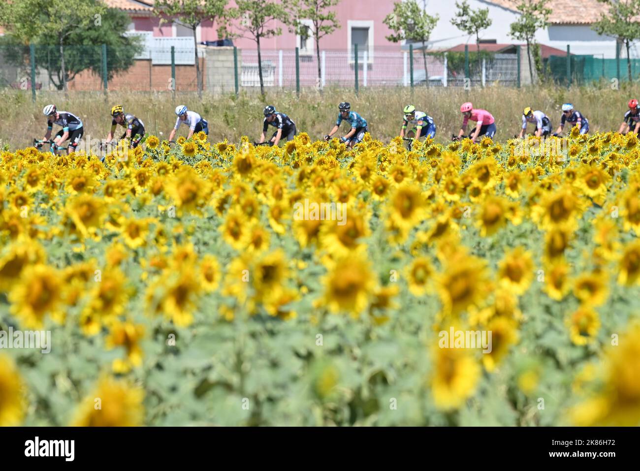 Tour de france 2021 sunflowers hi-res stock photography and images - Alamy