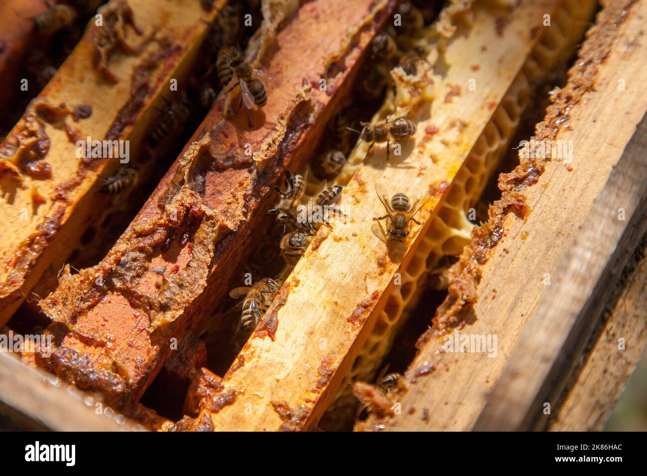Frames of a beehive. Close up view of the opened hive body showing the ...