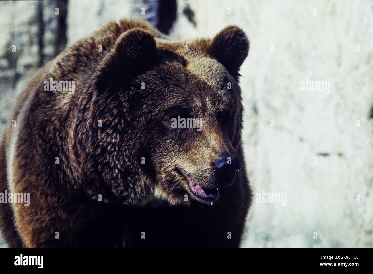 Wild animals in captivity, brown bear, France, Archives 90ies Stock ...