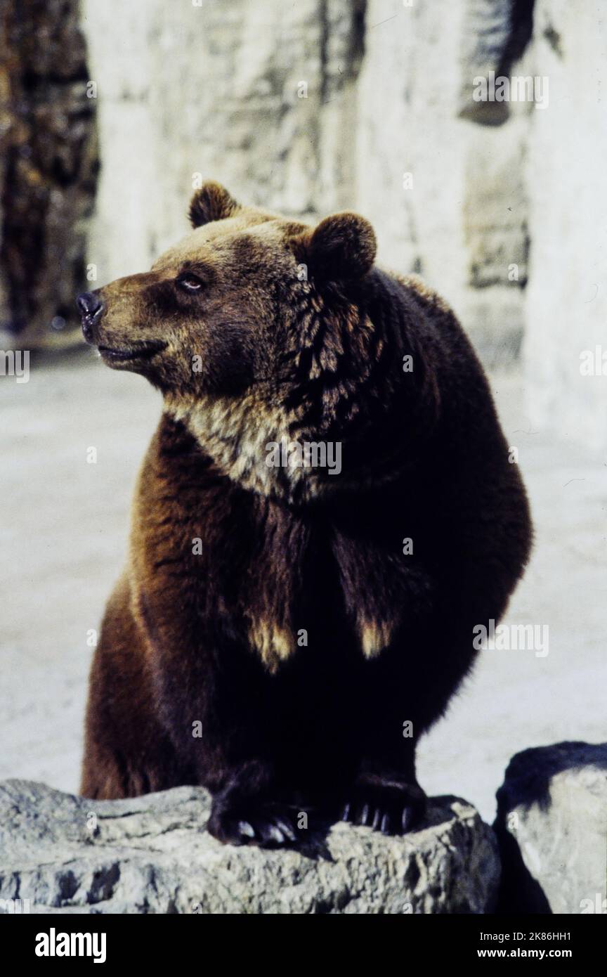 Wild animals in captivity, brown bear, France, Archives 90ies Stock ...