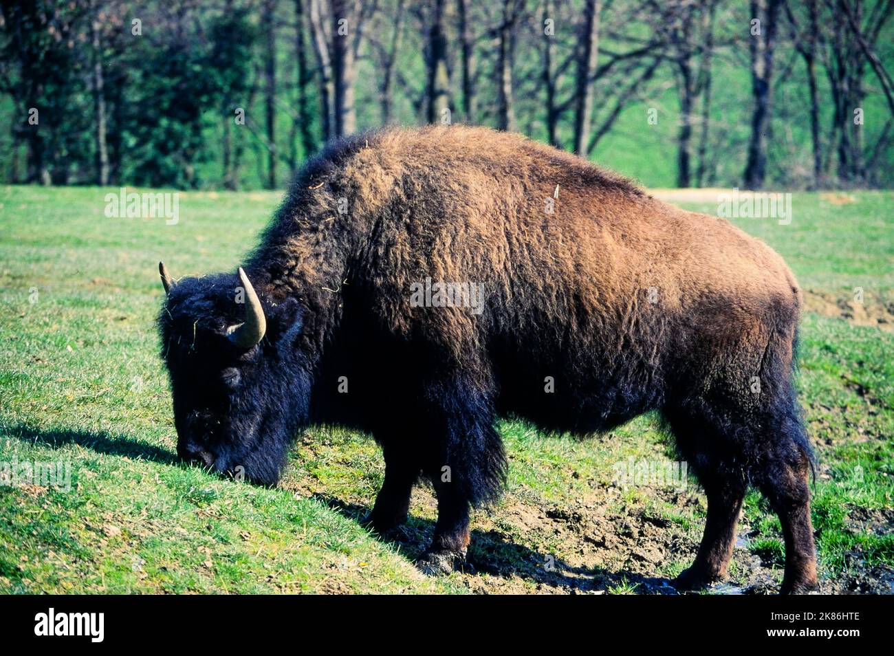 Wild animals in captivity, buffalo, France, Archives 90ies Stock Photo ...