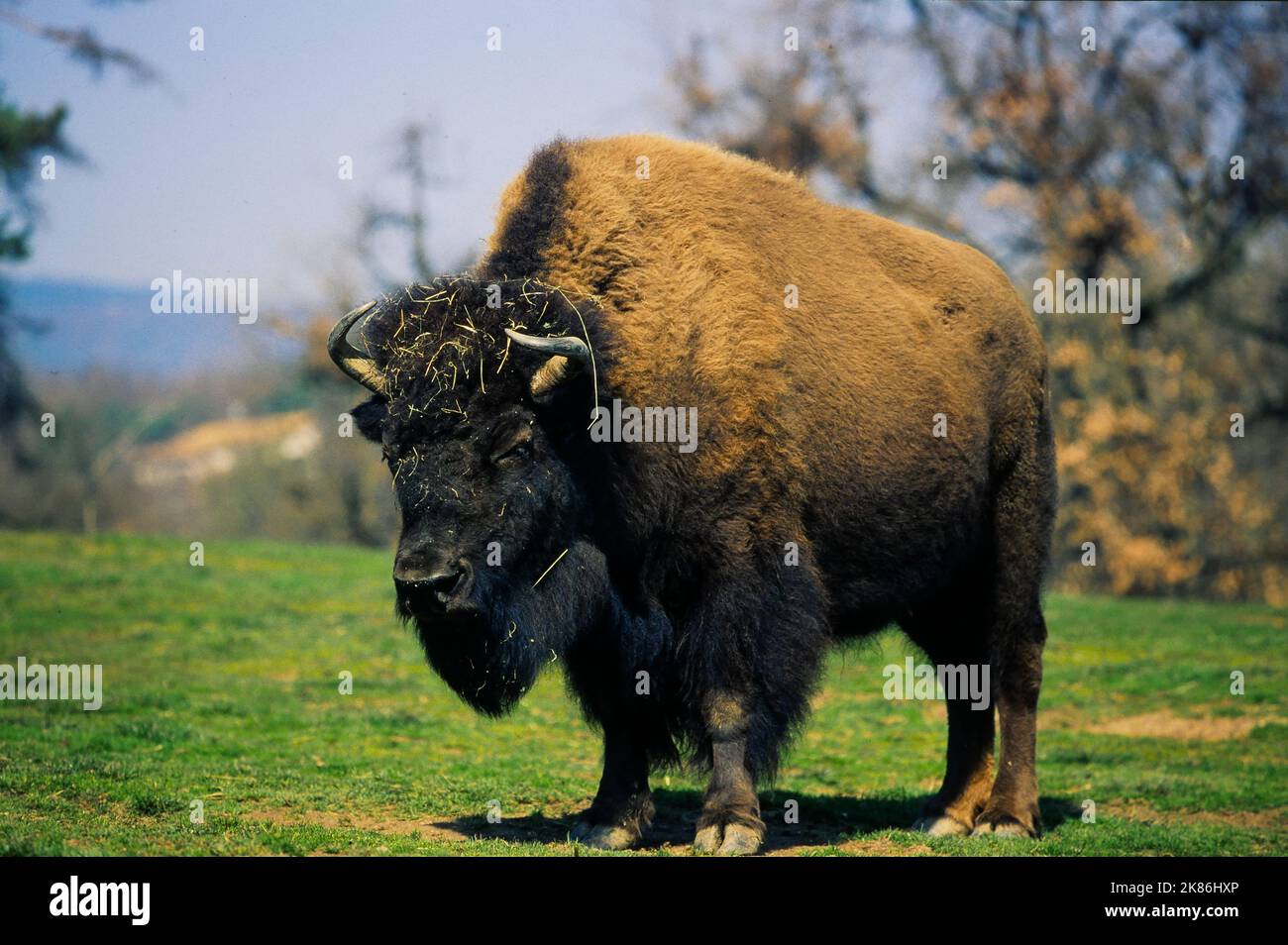 Wild animals in captivity, buffalo, France, Archives 90ies Stock Photo ...