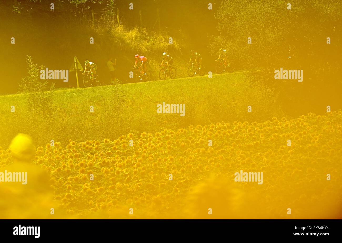 The break ride through the sunflower fields during stage 19 of the Tour ...