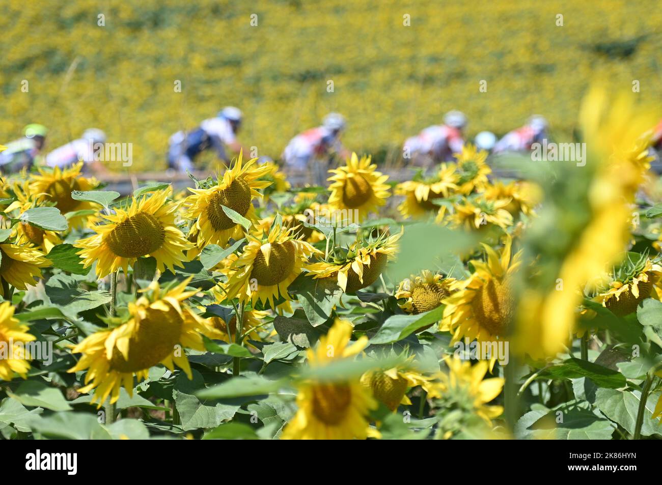 The peloton ride through the sunflower fields during stage 19 of the ...