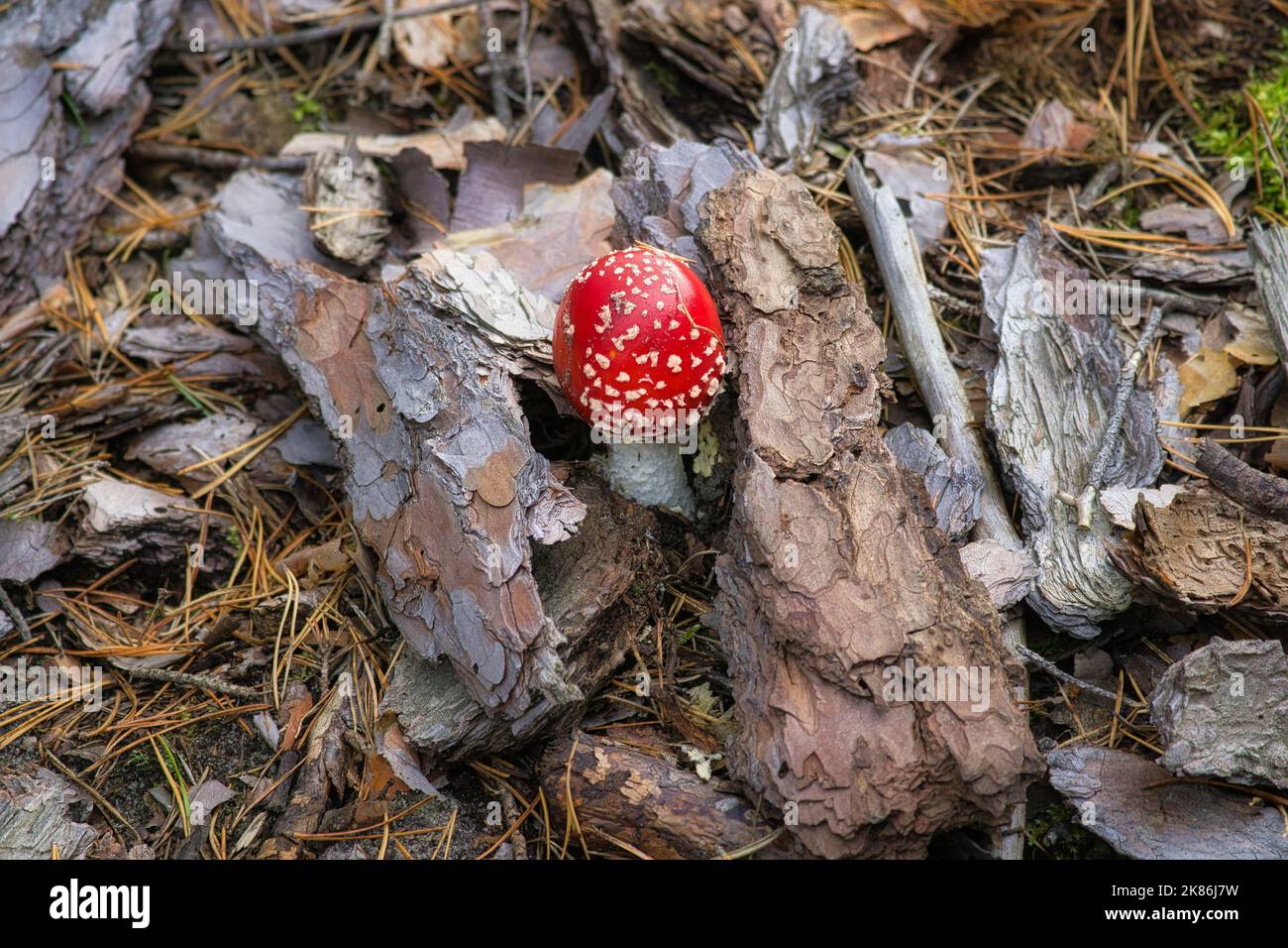 Toadstool at the bottom of a coniferous forest in the woods. Poisonous ...