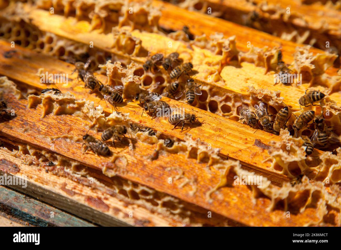 Frames of a beehive. Close up view of the opened hive body showing the ...