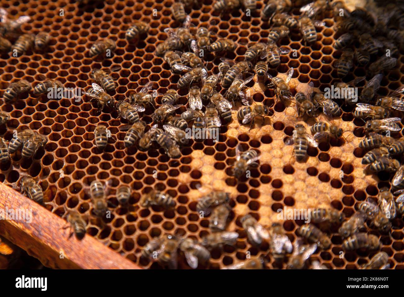 Frames of a beehive. Busy bees inside the hive with open and sealed ...