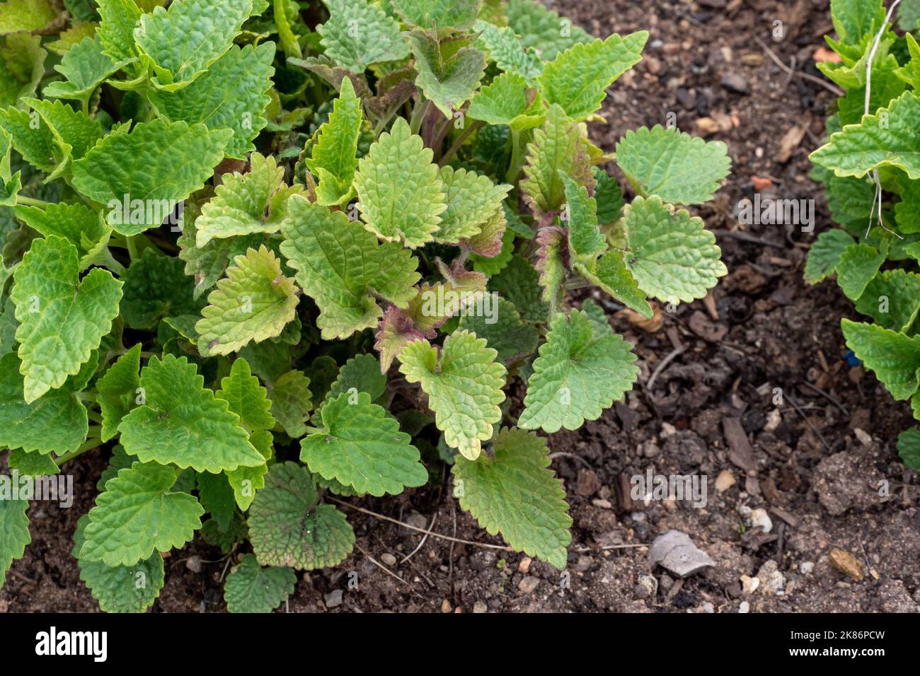 Spring Leaves of Agastache mexicana plant Stock Photo - Alamy