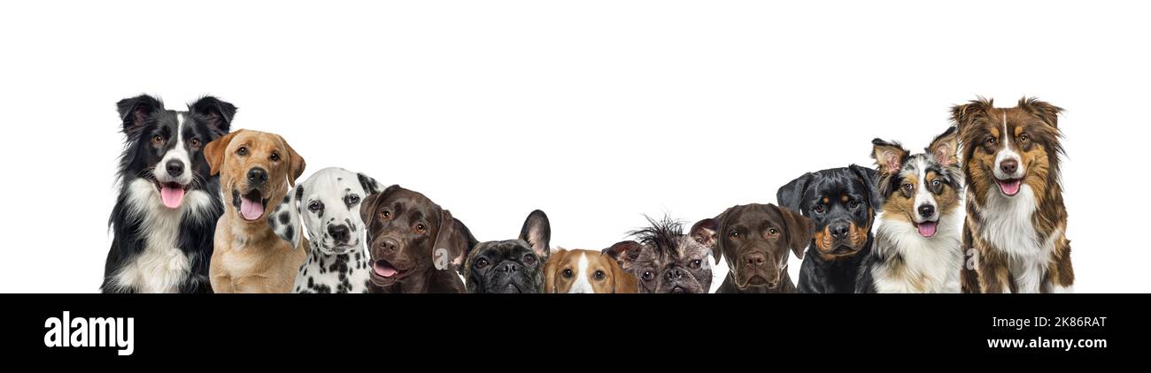 Large group of dogs together in a row sorted by size, banner, isolated ...