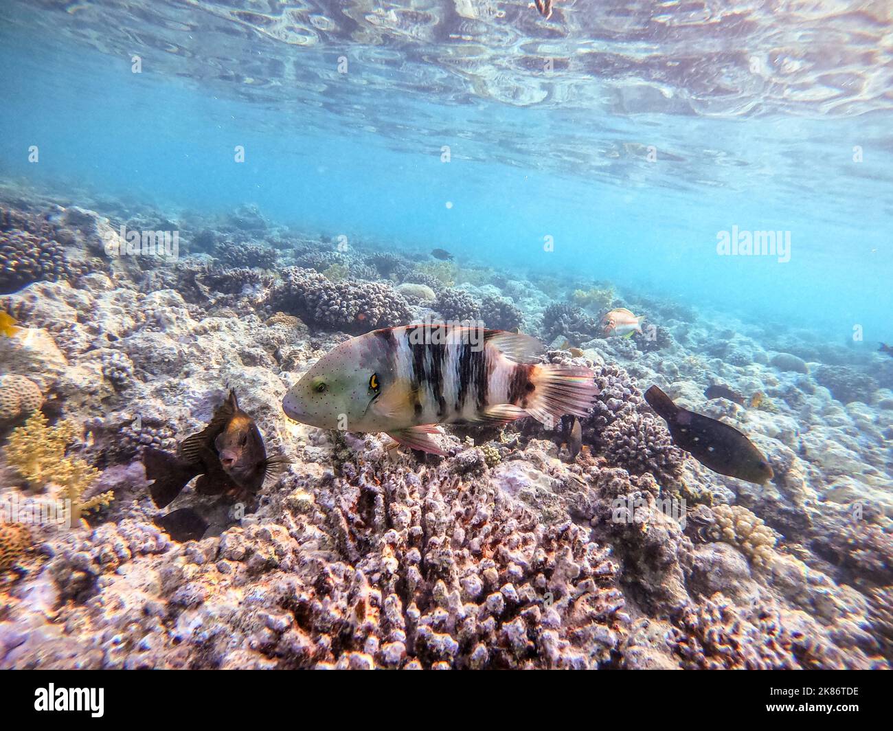 Close up view of tropical big broomtail wrasse known as Cheilinus ...