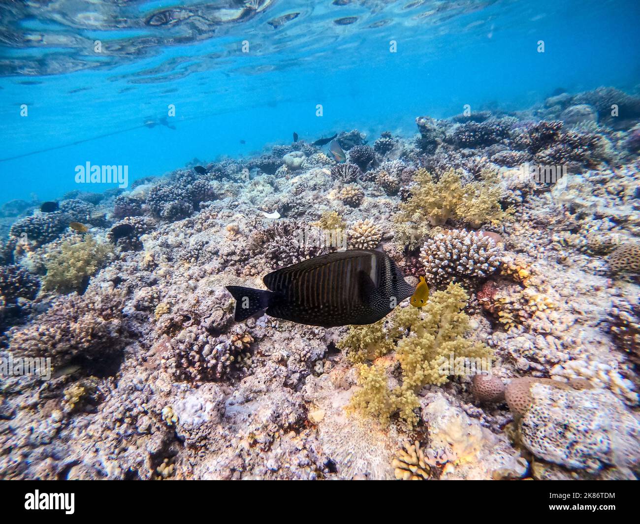 Tropical sailfin tang or Desjardin's sailfin tang known as Zebrasoma ...