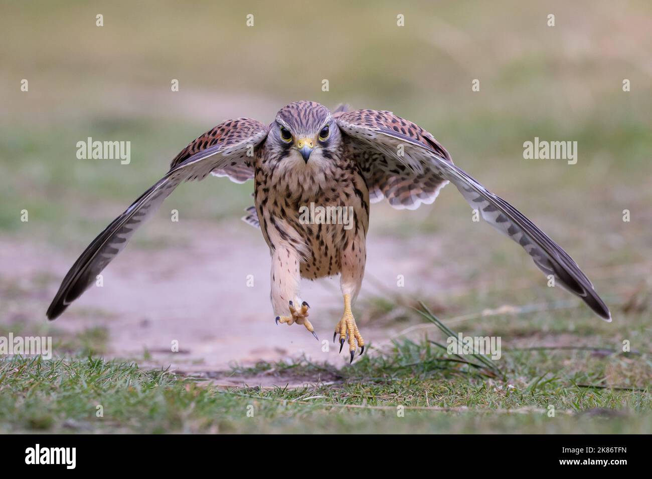 The little kestrel marches across the ground in search of food ...