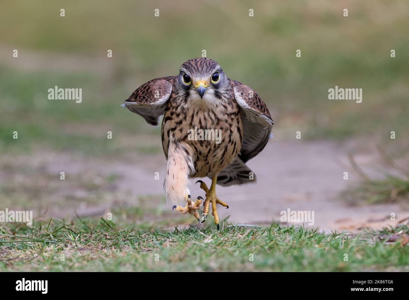 The little kestrel runs on the ground. Middlesex, UK: STUNNING images ...