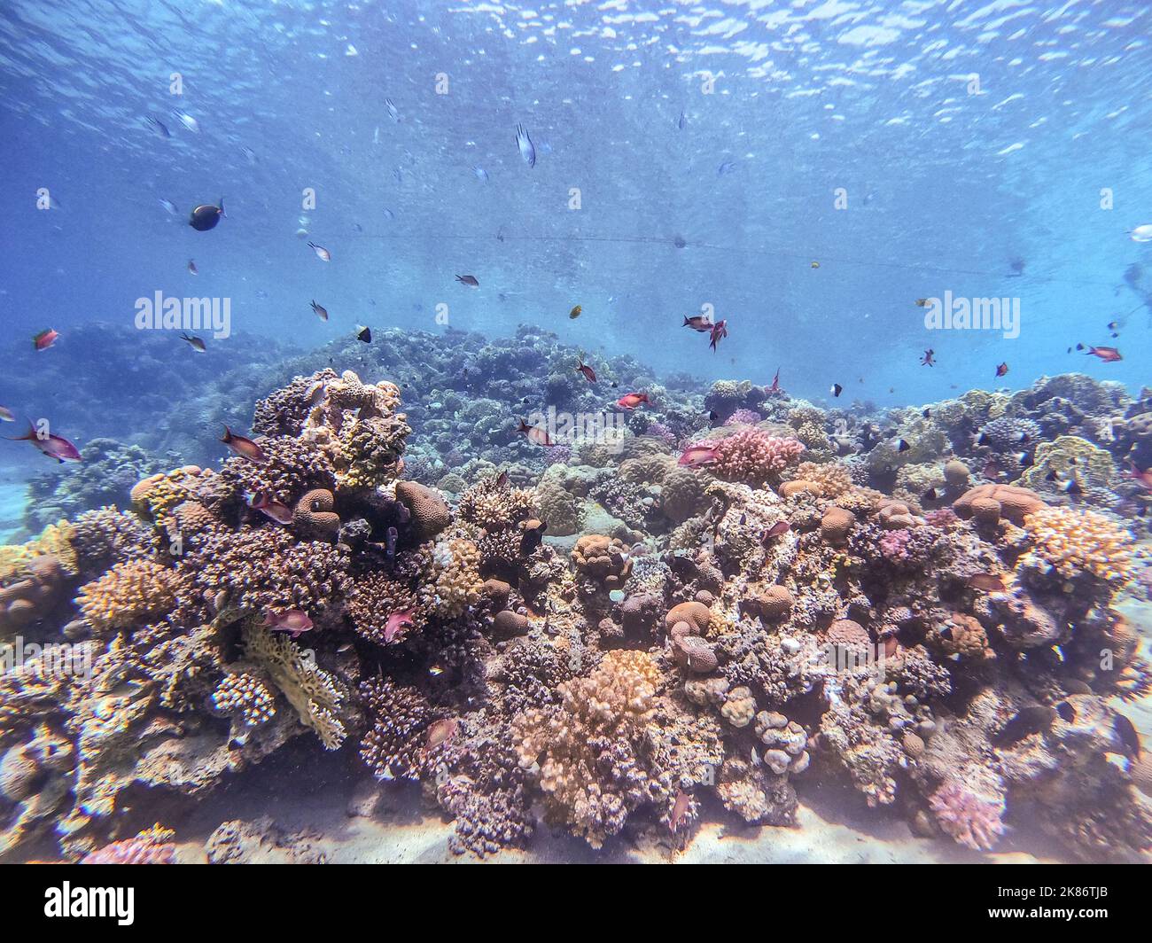 Underwater panoramic view of coral reef with shoal of Lyretail anthias ...