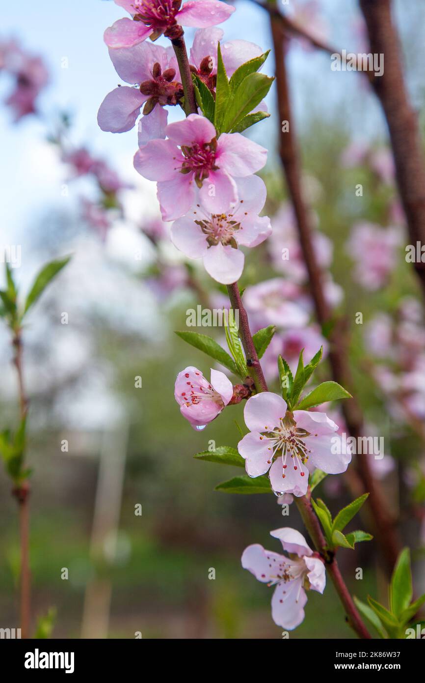 Fruit orchard at spring time with blossoming peach trees. Close up view ...