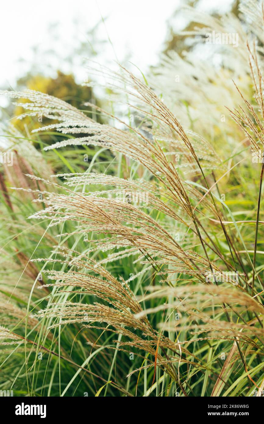 Abstract natural background of soft plants , Cortaderia selloana moving ...
