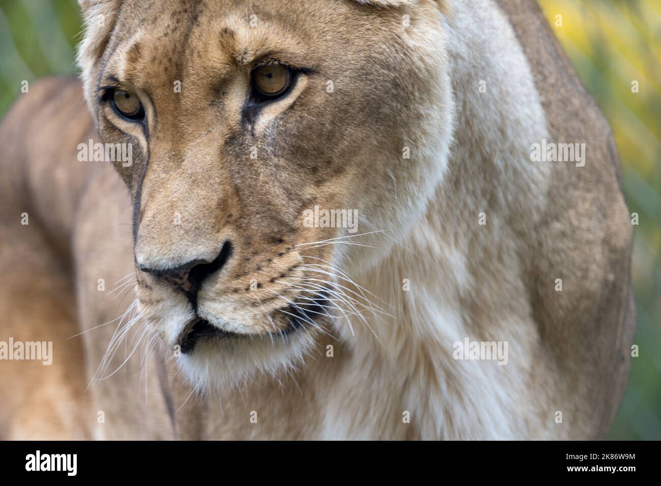 extreme close up of predator female lioness seen from oblique front ...