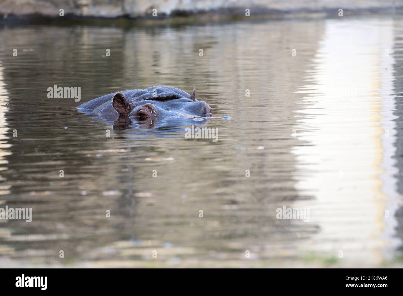Close up partial view of hiding hippo barely visible under water as ...