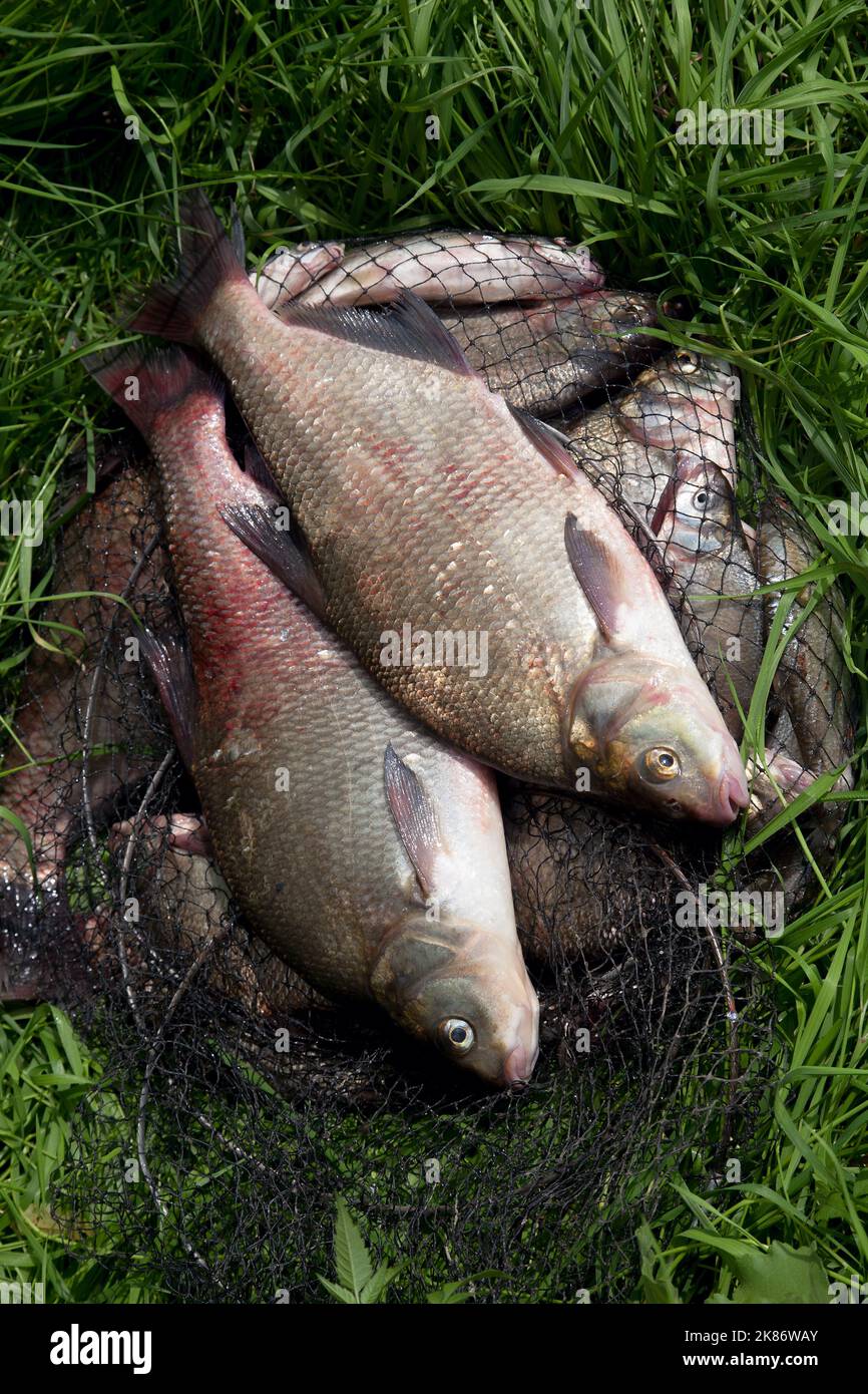 Good catch. Just taken from the water big freshwater common bream known ...