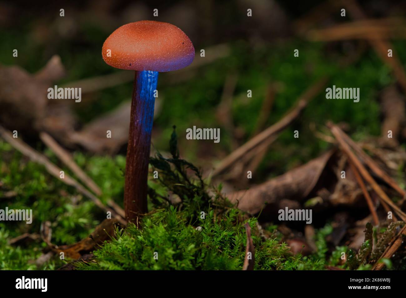 Orange filigree mushrooms in moss on forest floor. Macro view from the ...