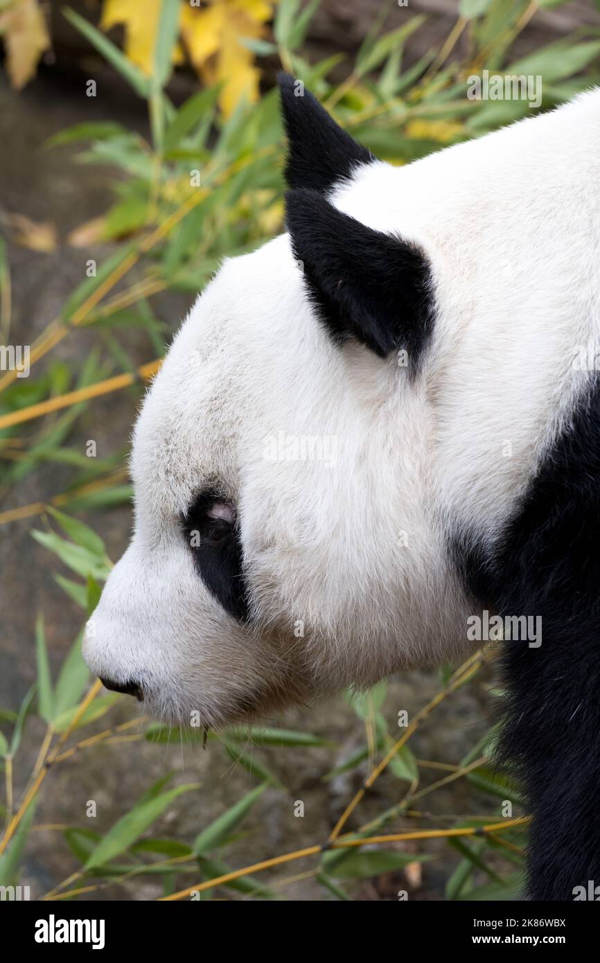 extreme closeup side profile animal portrait of the head of black and ...