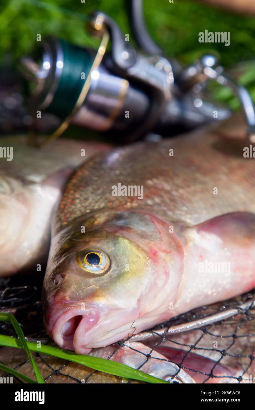 Good catch. Close up view of just taken from the water big freshwater ...