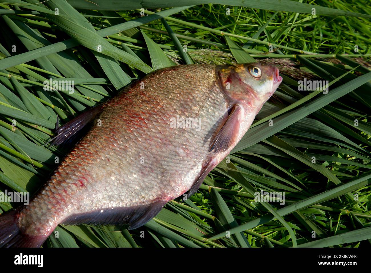 Good catch. Just taken from the water big freshwater common bream known ...