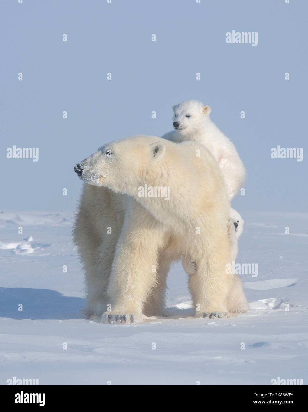 The cub's first outing. Wapusk National Park, Canada: DURING their ...