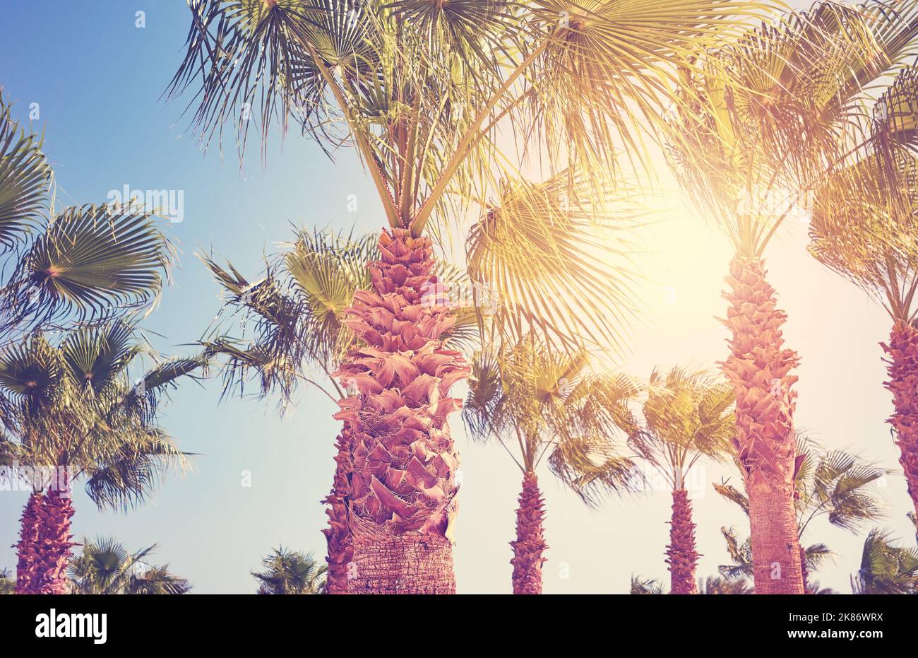 Picture of palm trees against the sun, color toning applied Stock Photo ...