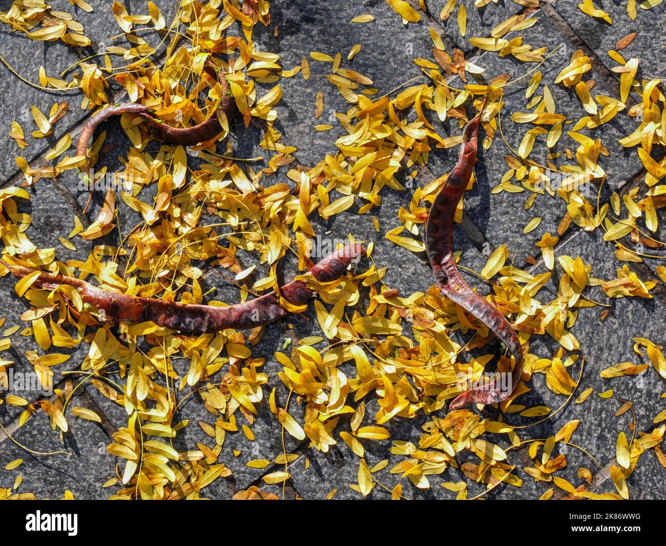 Gold colored dead leaves and long flat pods fell from a tree onto the ...