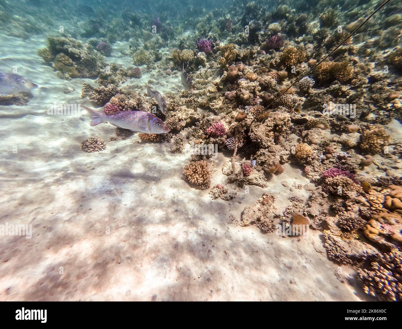 Tropical Spangled Emperor fish known as Lethrinus Nebulosus underwater ...