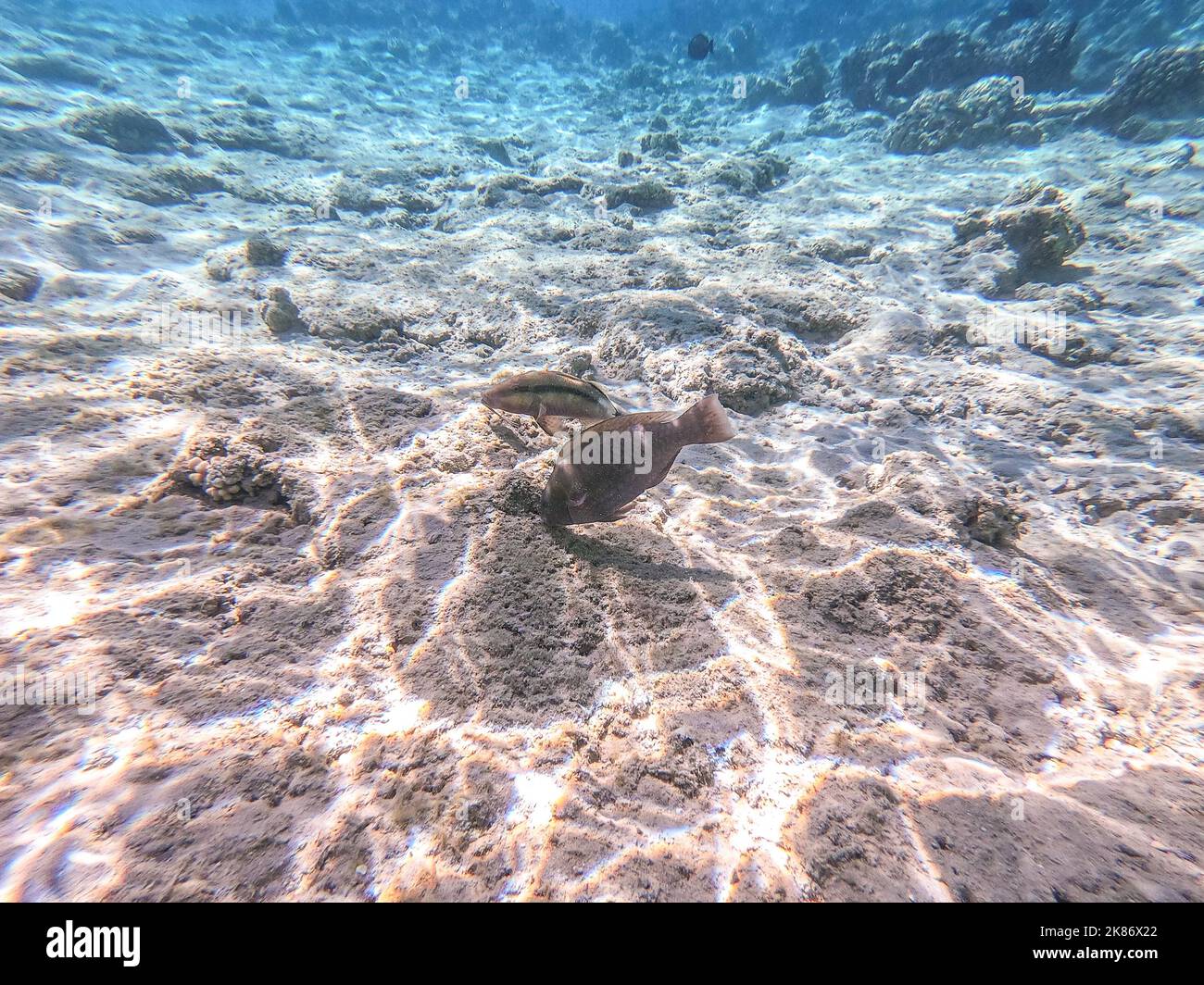 Colorful tropical Hipposcarus longiceps or Longnose Parrotfish known as ...