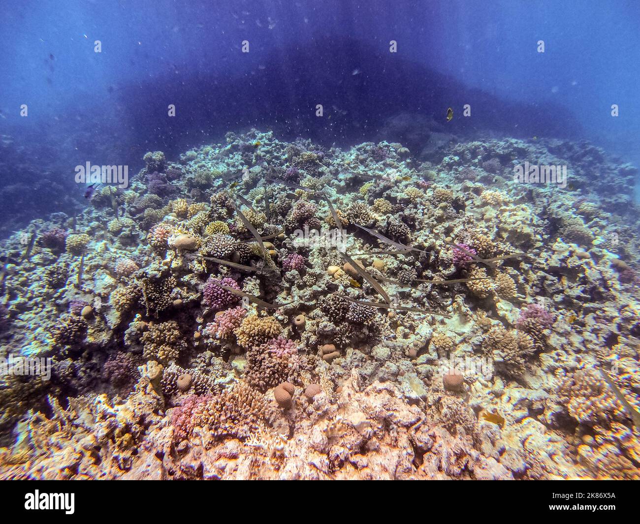 Shoal of tropical bluespotted cornet fish, smooth cornet fish or smooth ...