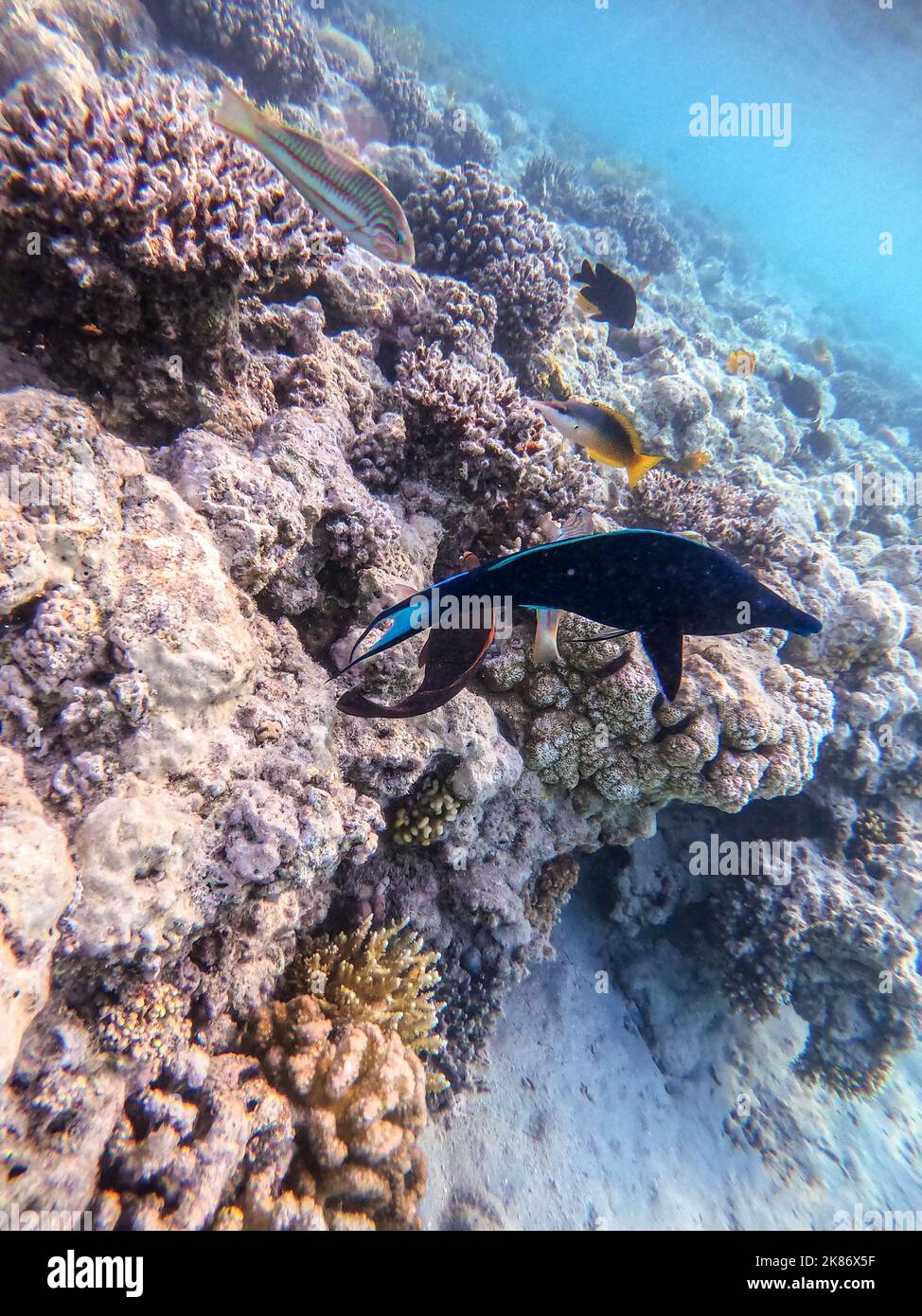 Birdmouth wrasse known as Gomphosus Caeruleus underwater at the coral ...