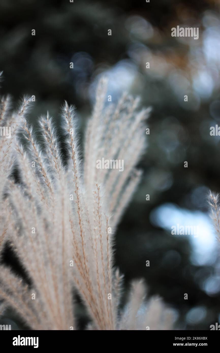 Blurred Bokeh Nature Background with Wild Dry Grass on Wind. Beautiful ...