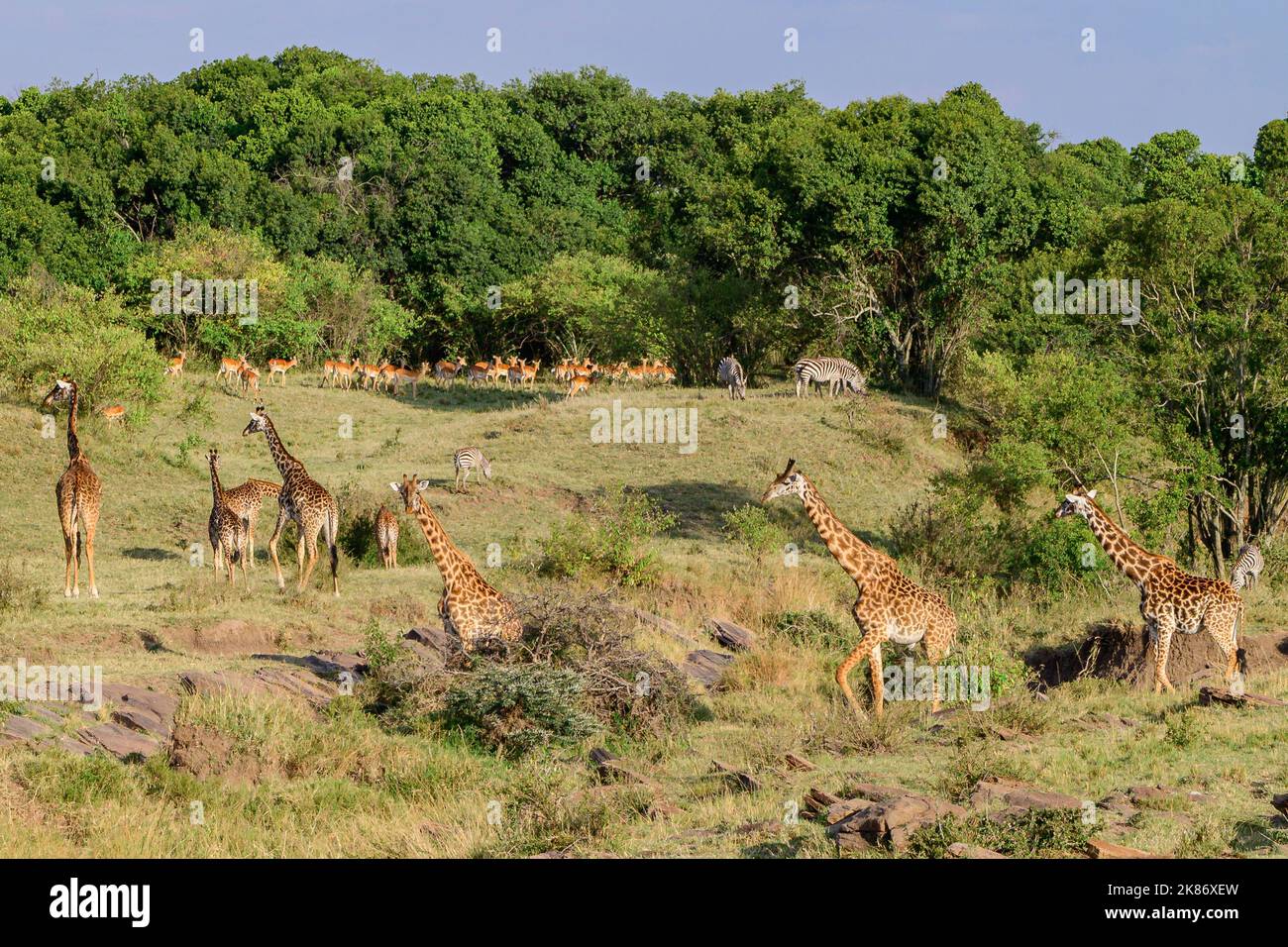 A beautiful view of cute giraffes, zebras and deer surrounded by lush ... A beautiful view of cute giraffes, zebras and deer surrounded by lush ...