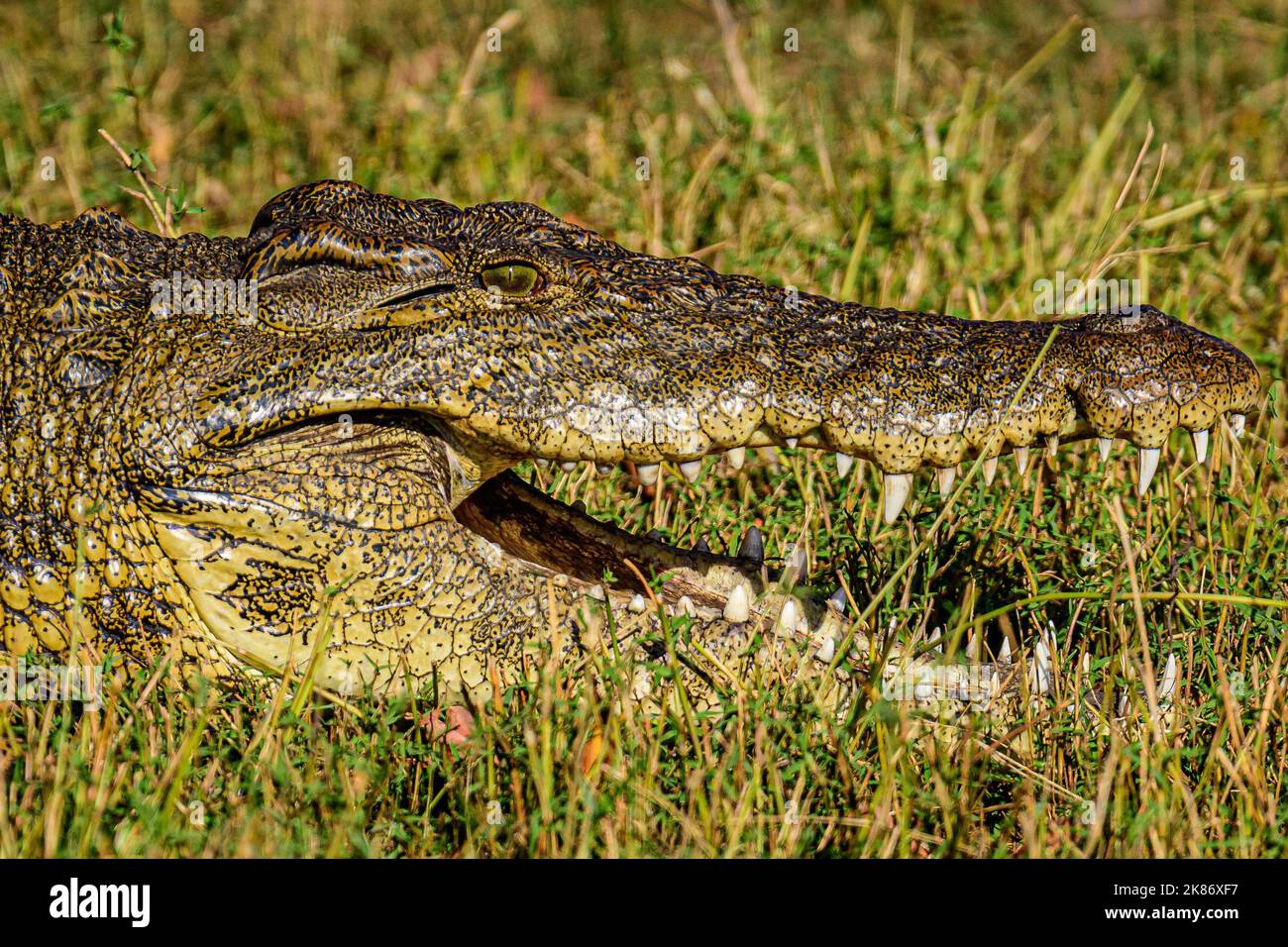 A scary Nile crocodile with an open mouth revealing its spiky teeth in ...