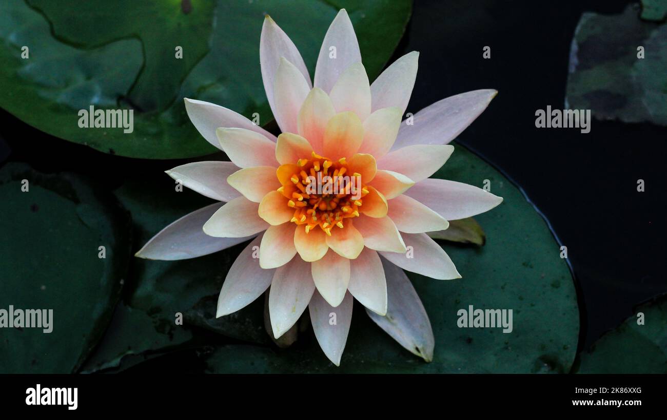 White nymphaea tetragona hi-res stock photography and images - Alamy