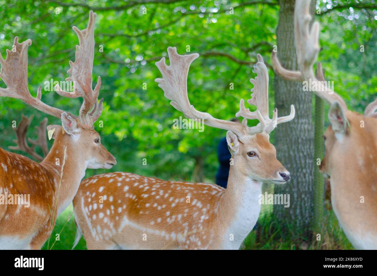 Fallow Deer buck with growing antlers in an open forest at a Dublin ...